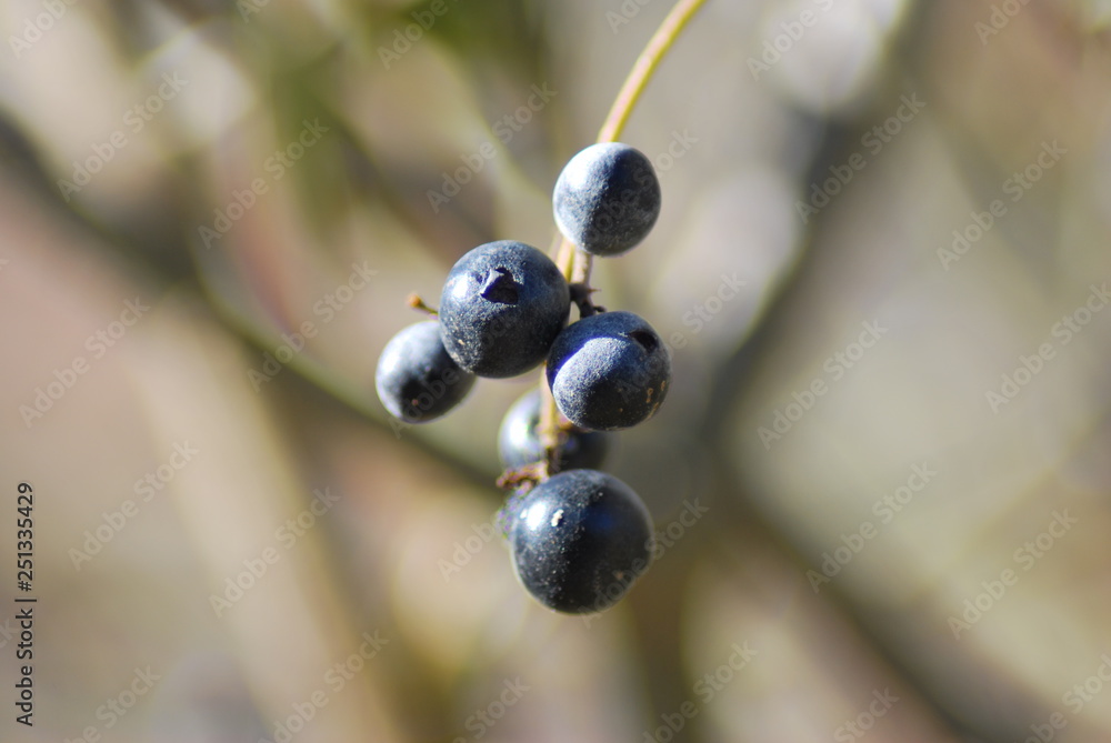 Liguster (Ligustrum) - Beeren Stock Photo | Adobe Stock