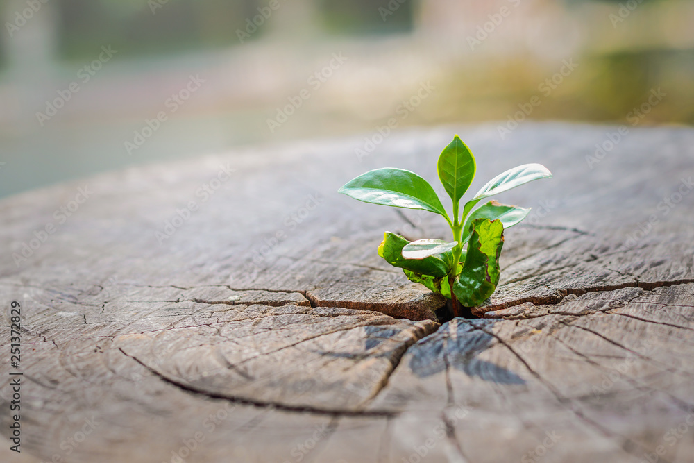 A strong seedling growing in the center trunk of cut stumps. tree ...