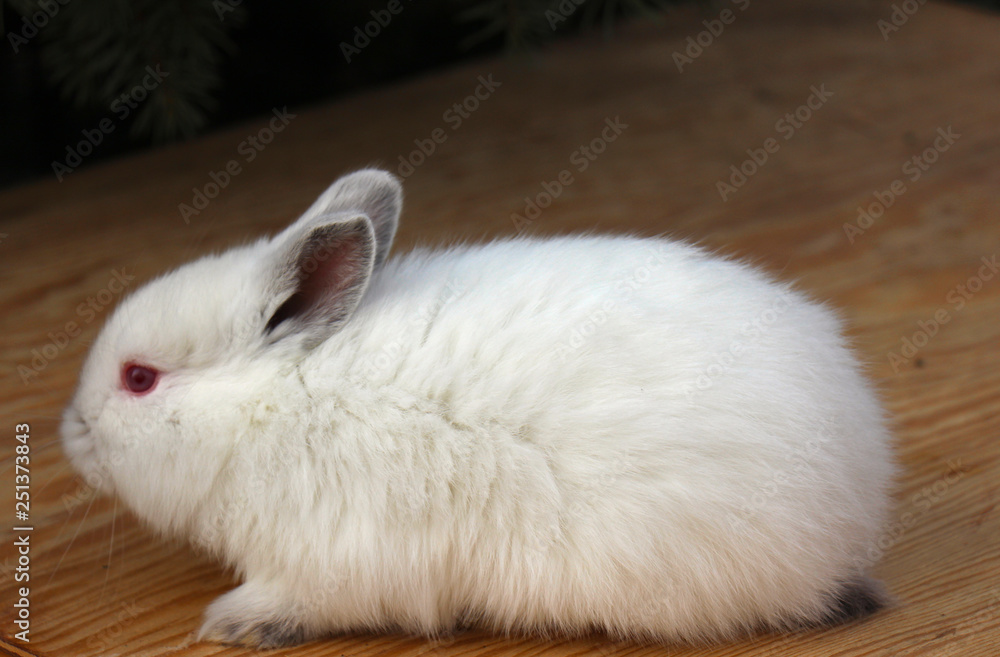 Baby Californian Rabbits