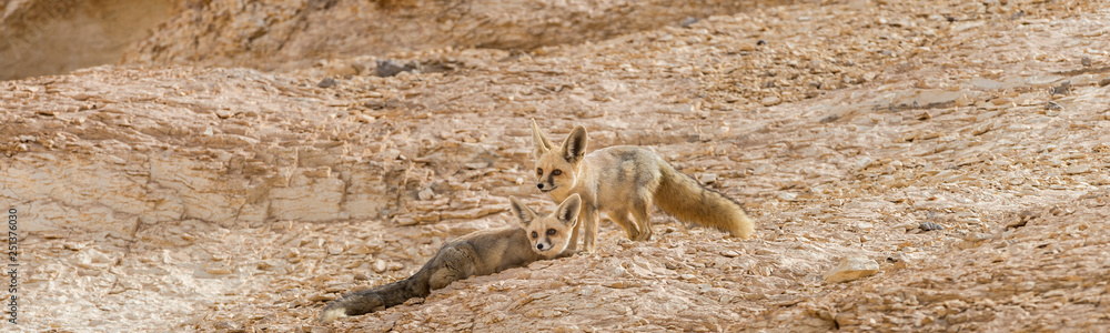 Vulpes Rueppellii