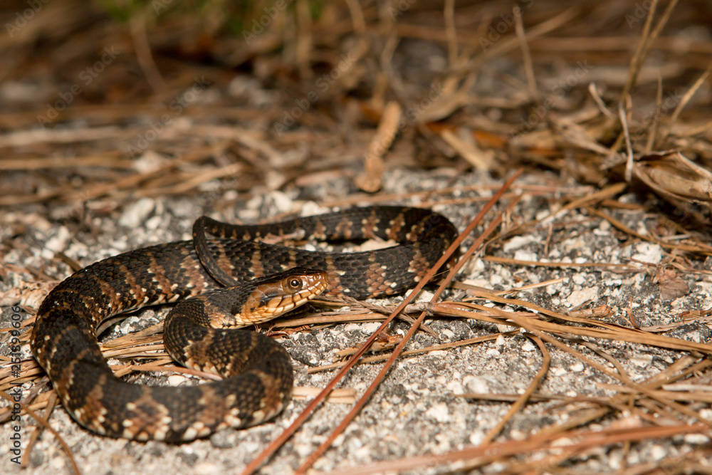 Baby Brown Water Snake