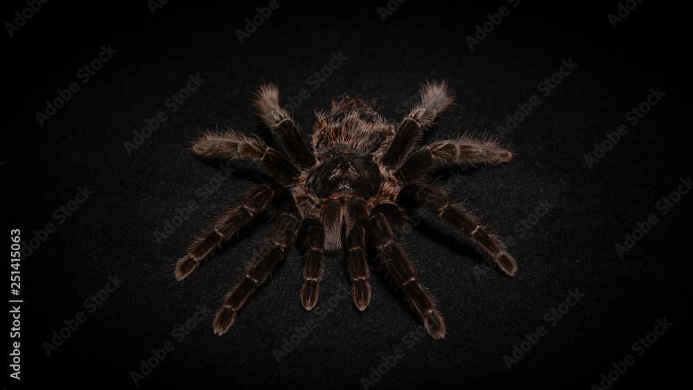 Spider Tarantula on black background Stock Photo | Adobe Stock