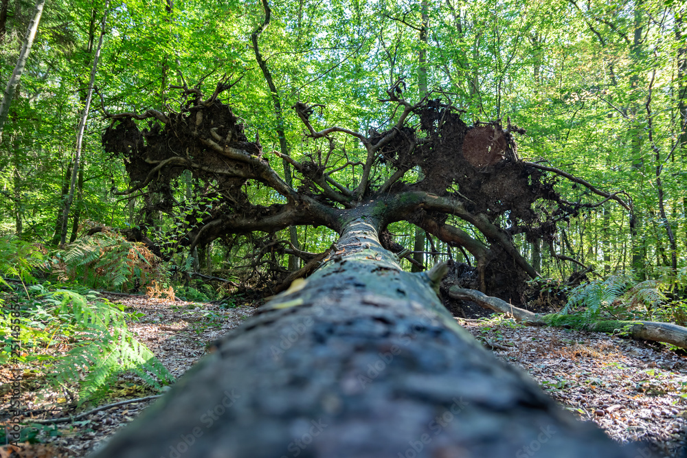 Nature and landscape concept: Closeup from the trunk of a tree ...