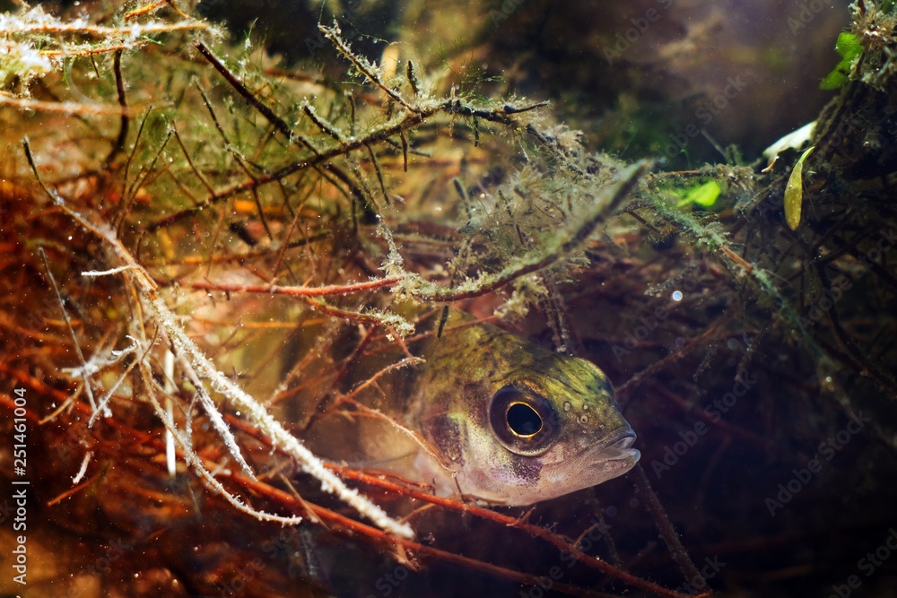 Perca fluviatilis, European perch, freshwater predator fish hiding ...