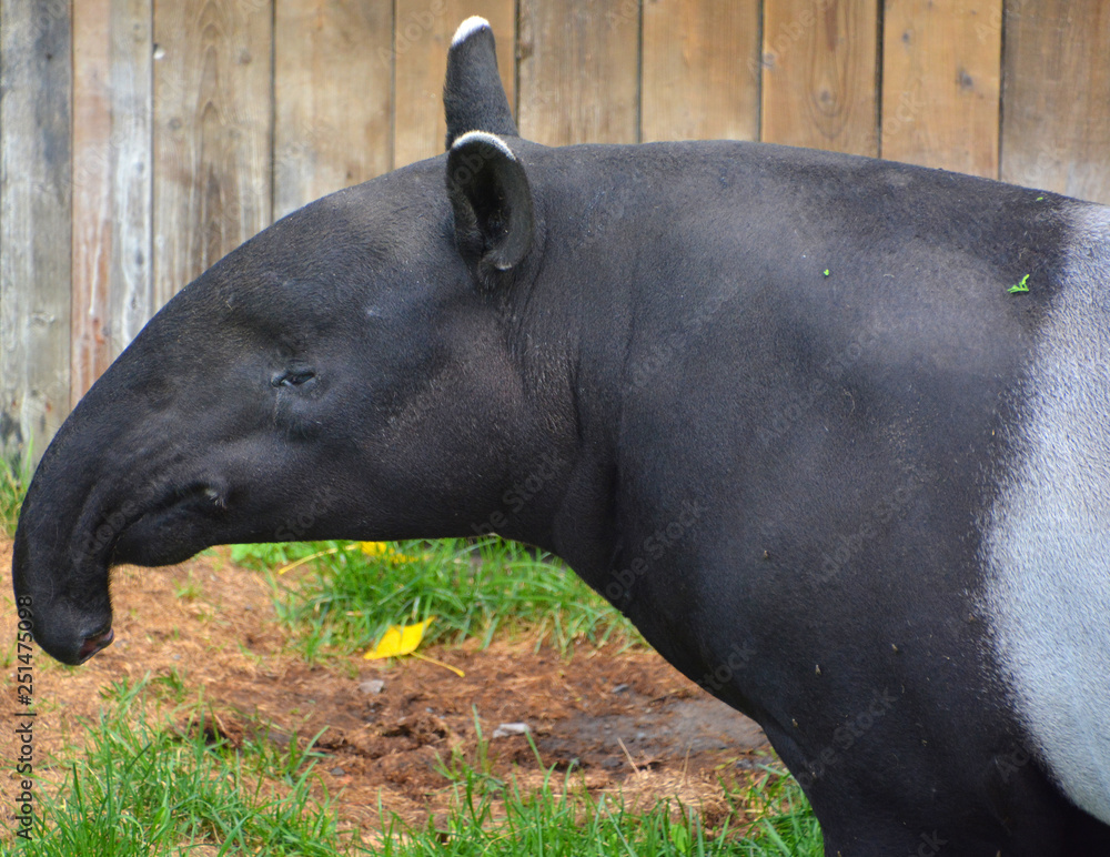 The Malayan tapir (Tapirus indicus), also called the Asian tapir, is ...