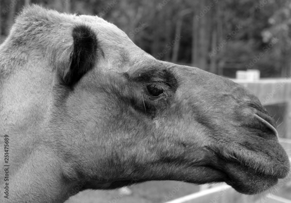 Camel is an ungulate within the genus Camelus, bearing distinctive ...