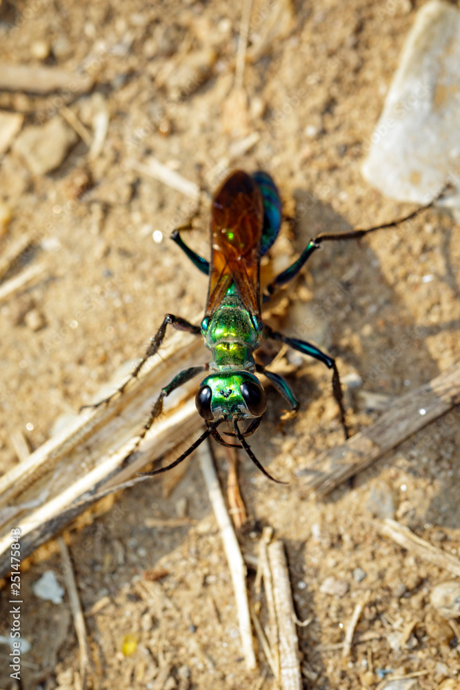 Image of Jewel Wasp or Emerald cockroach wasp (Ampulex compressa) on ...