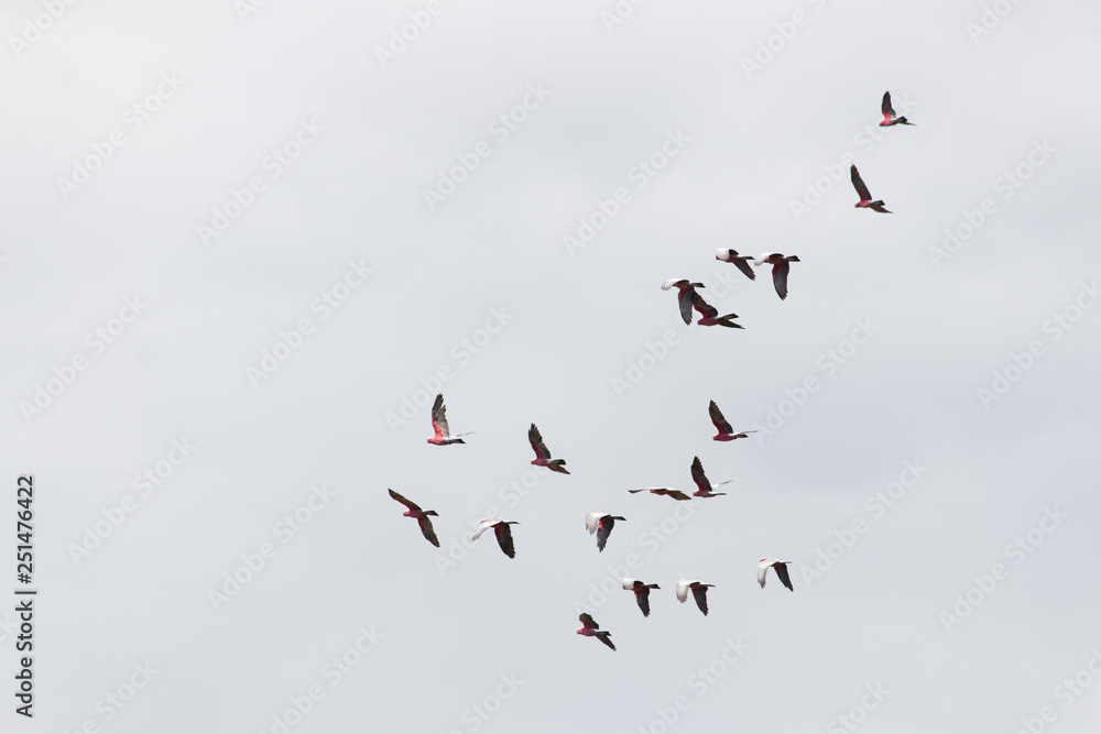 Galah Cockatoo Flying