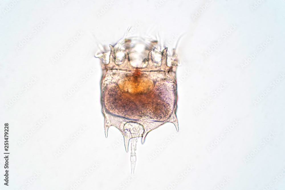 The rotifer (Rotifera, commonly called wheel animals) under the ...
