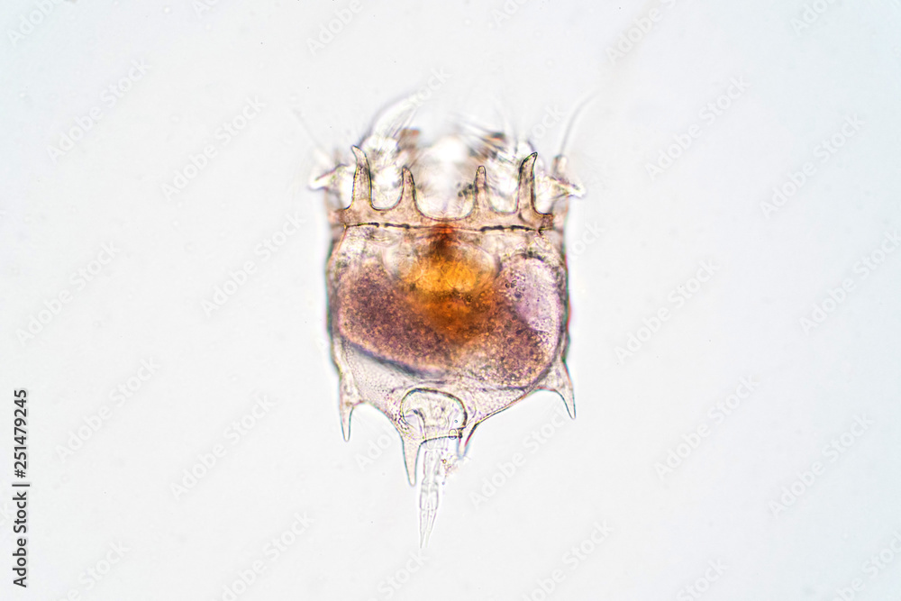 Photo & Art Print The rotifer (Rotifera, commonly called wheel animals ...