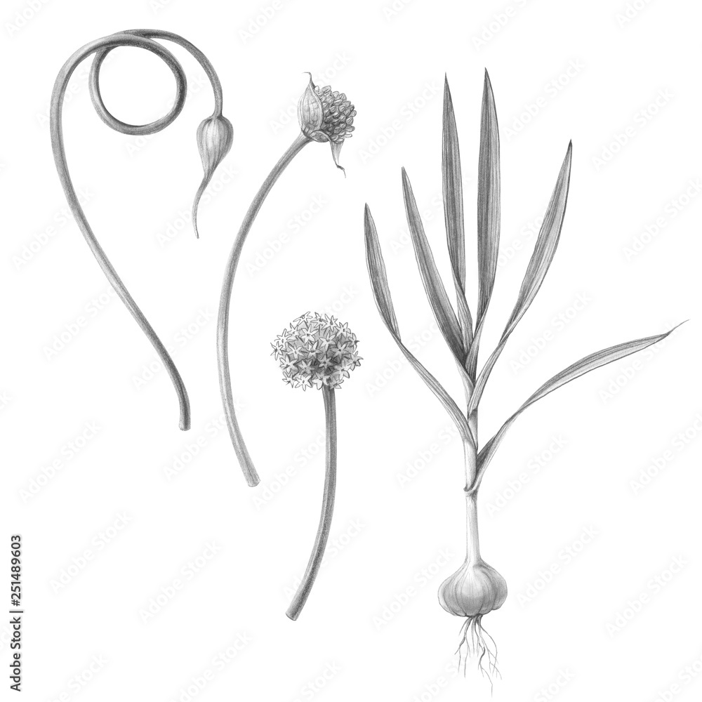 Garlic Plant Illustration