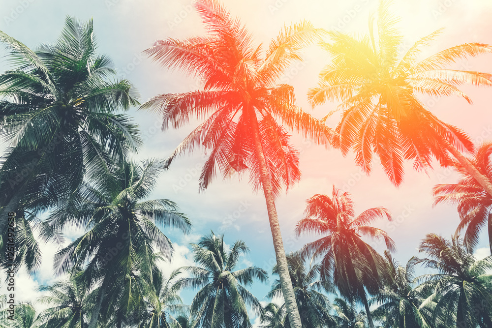 Copy space of tropical palm tree with sun light on sky background ...