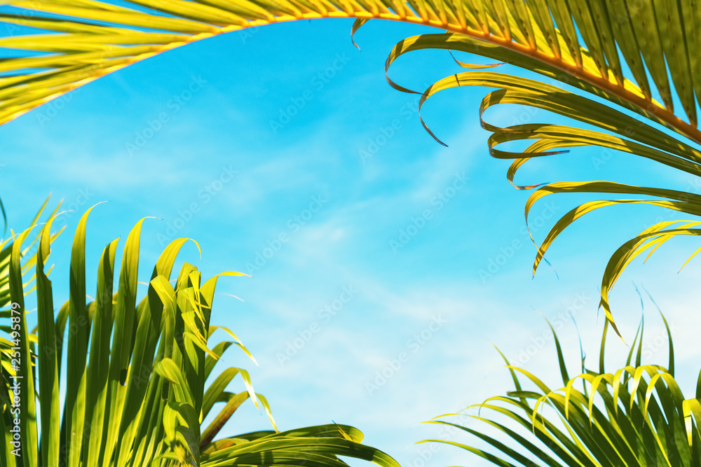 Copy space of tropical palm tree with sun light on sky background ...