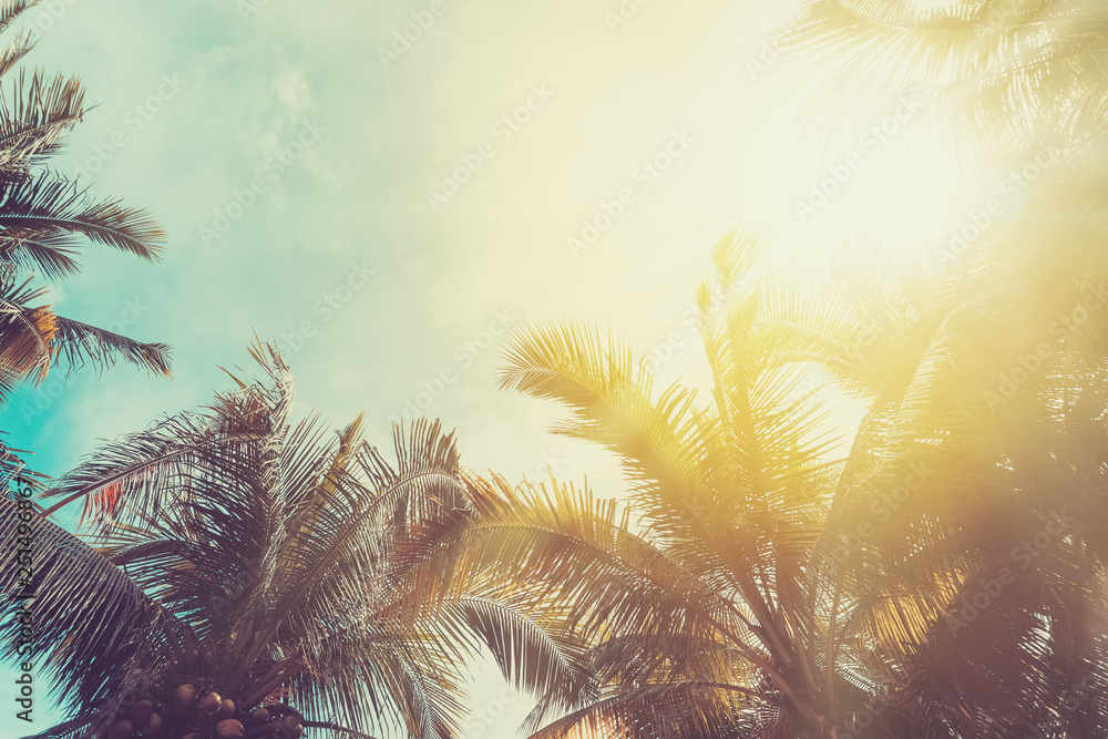 Tropical palm tree with sun light on blue sky and white cloud abstract ...