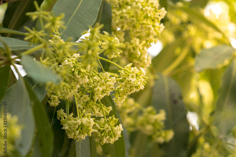 Closeup Blackboard tree or Devil tree (Alstonia scholaris) flowers with ...