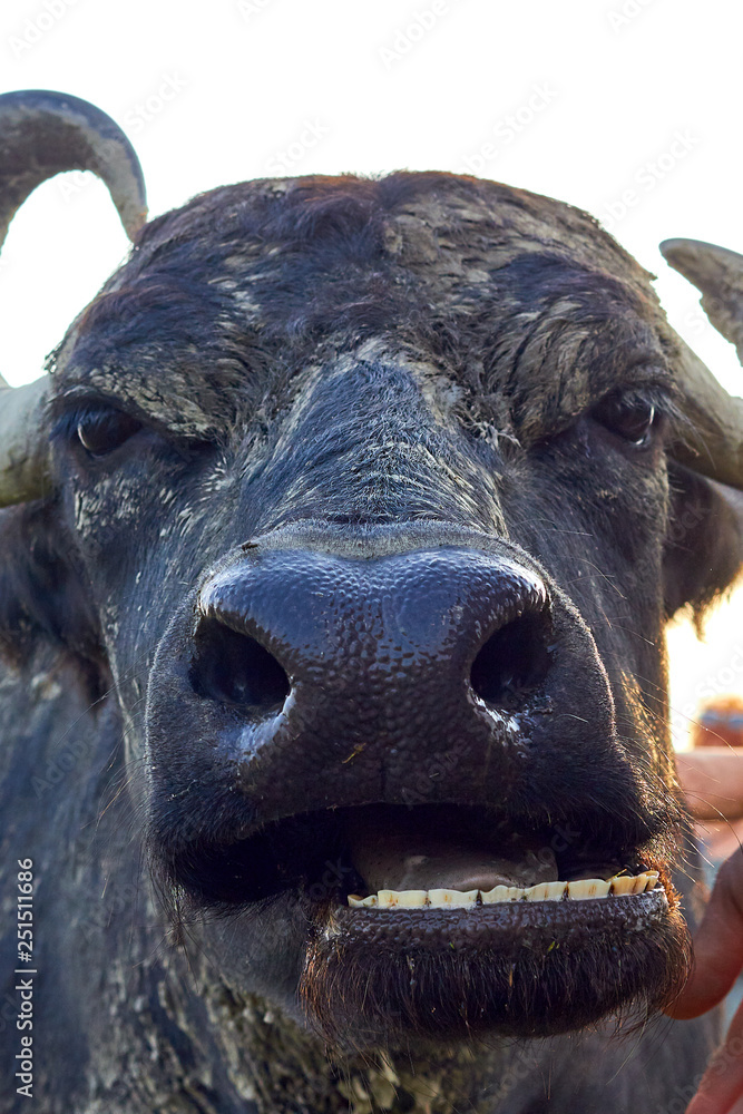 Water buffalo (Bubalus bubalis) muzzle. Closeup portrait. Buffalo wildlife. Funny muzzle looking ...