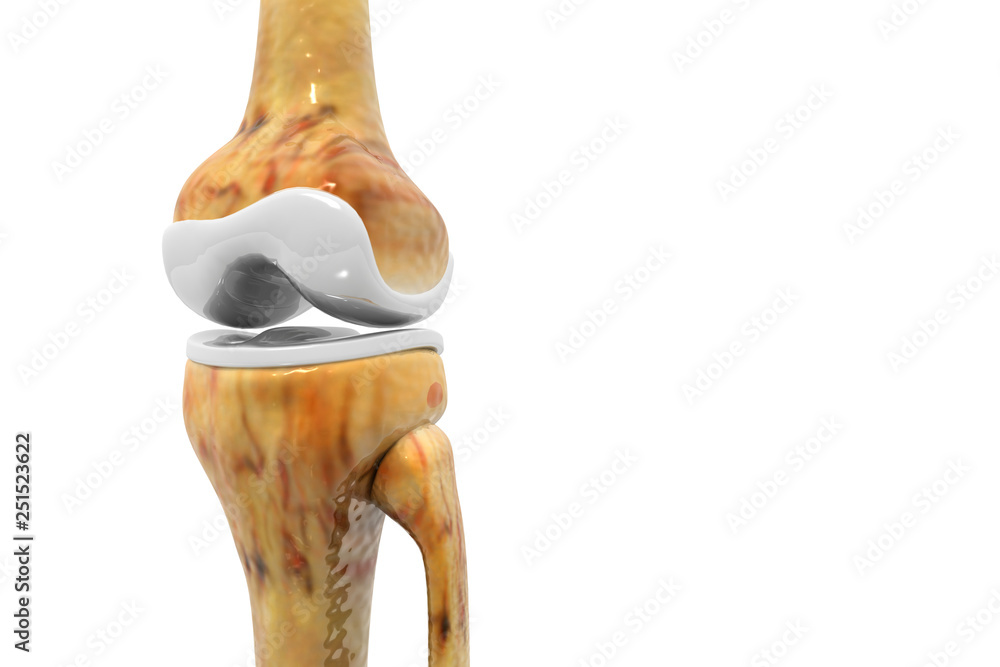 Anatomy of human knee joint. 3d illustration Stock Illustration | Adobe ...