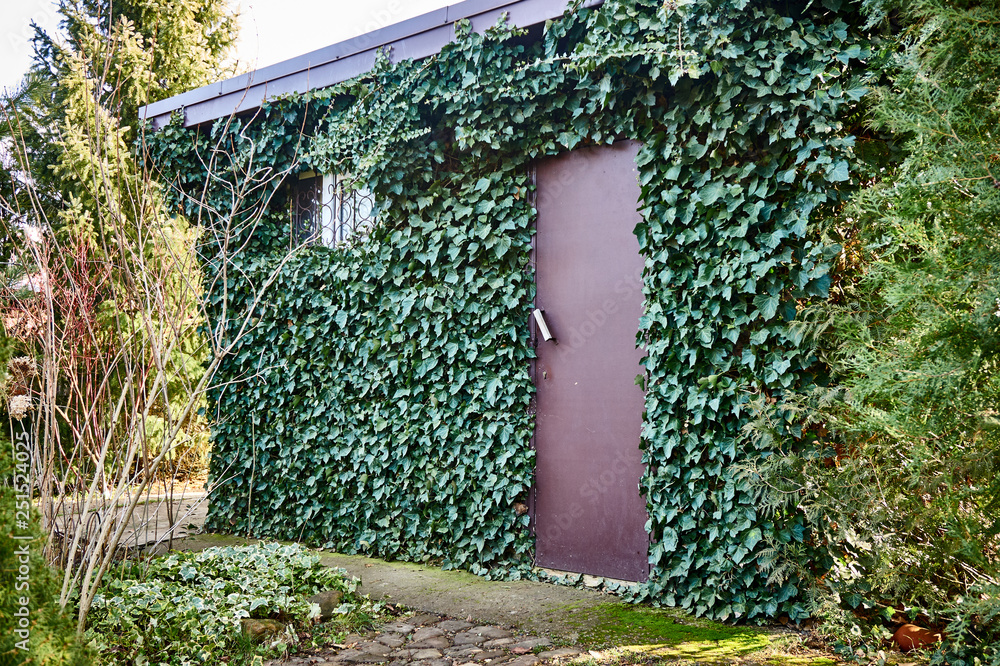 Common ivy on the walls of a building located in the garden. The stone ...
