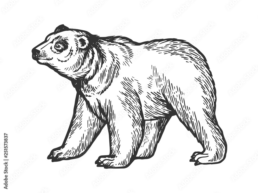 Bear animal goes on four legs sketch engraving vector illustration ...