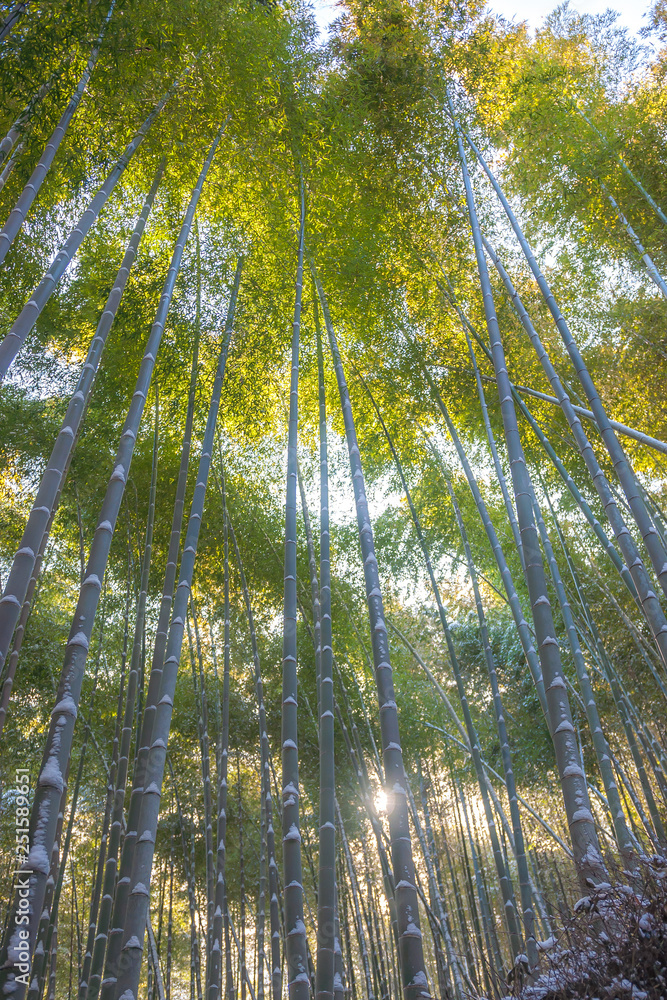 Tall bamboo shoots and stalks of Kyoto's famous tourist attraction, the ...