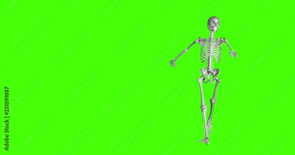 skeleton walking with proud on green screen background. motion graphic ...