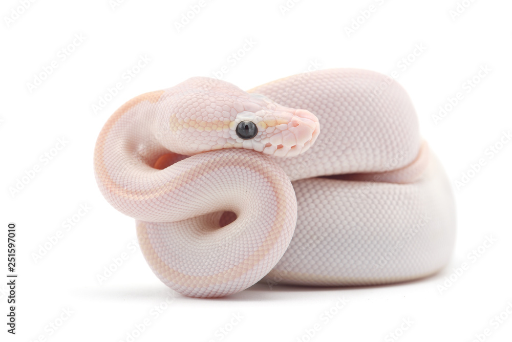 White Python With Blue Eyes