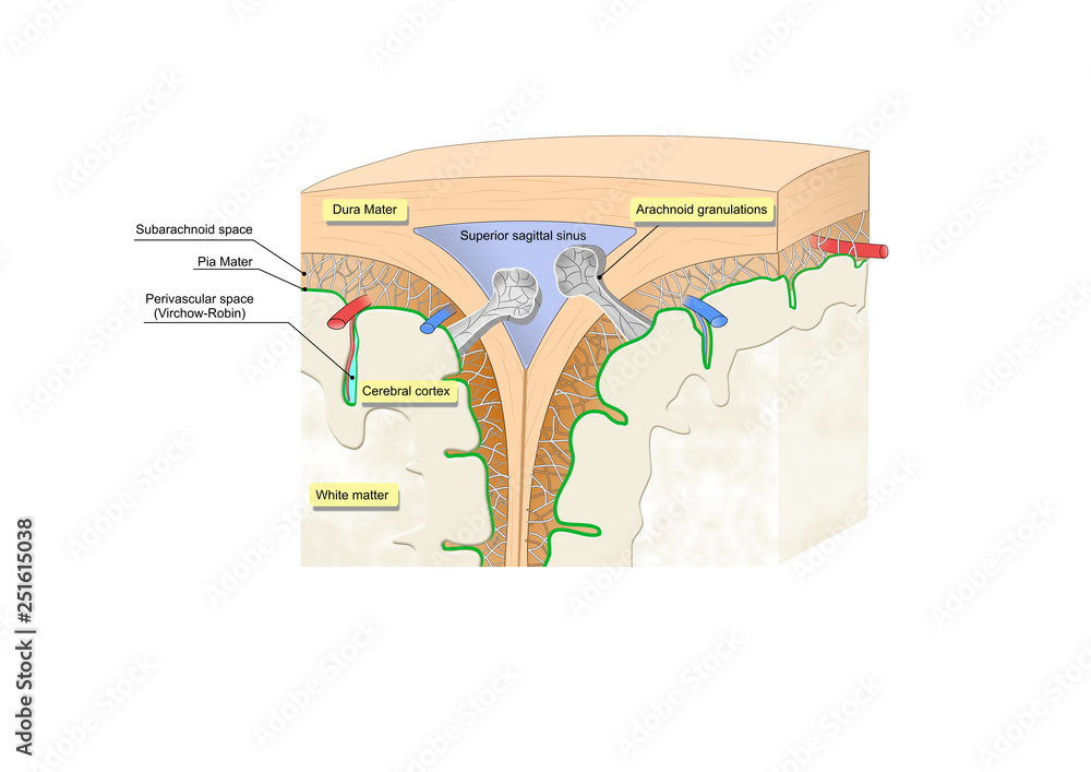 section of the skull showing the arachnoid granulations ilustración de ...