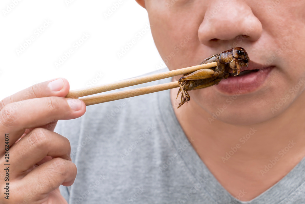 Food Insects: Man eating Cricket insect on chopsticks. Crickets deep ...