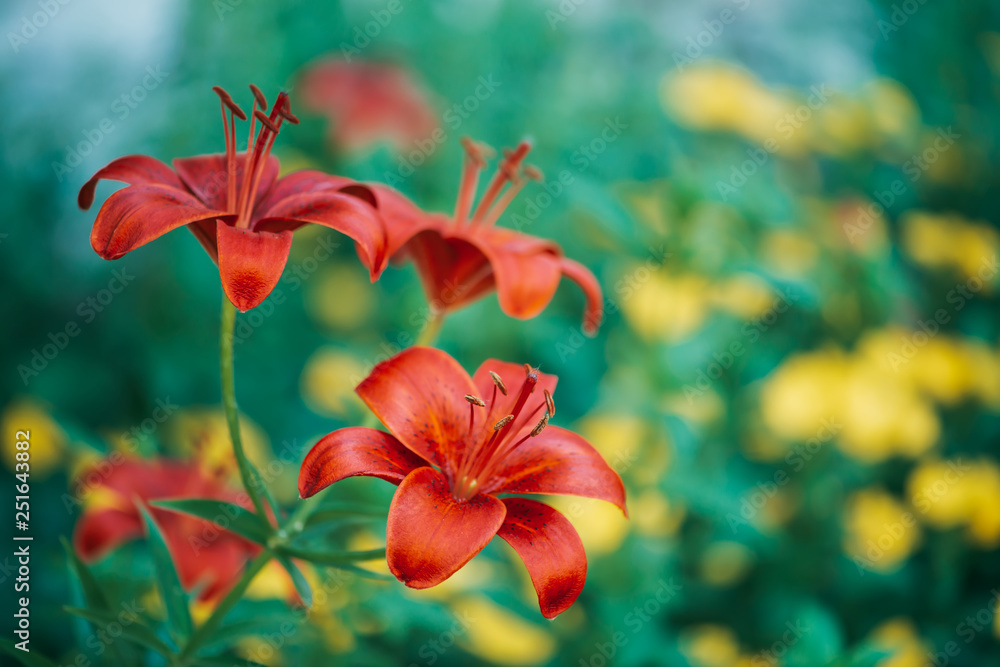 Red Asian Flowers