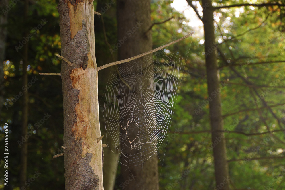 Spinnennetz im Wald Stock Photo | Adobe Stock