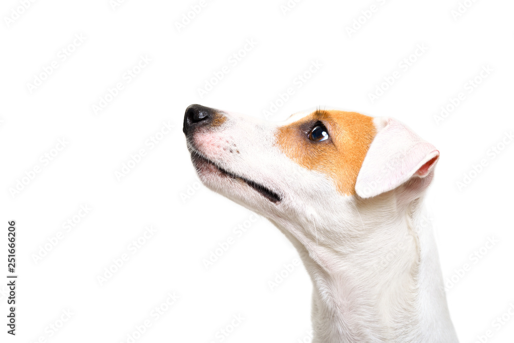 Portrait of a Jack Russell Terrier dog looking up, side view, isolated ...