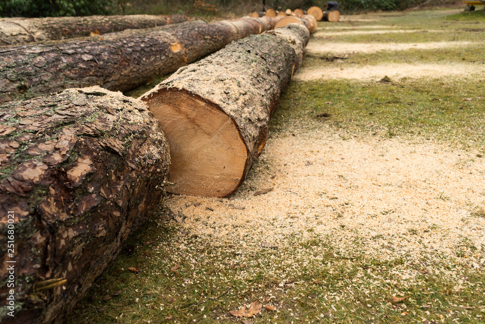 Fotografia do Stock: Tree laying on the ground cutten in half with the ...