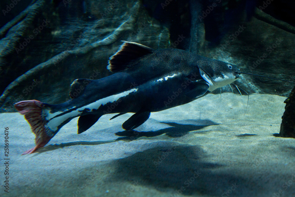 Giant pangasius, paroon shark, pangasid-catfish, Chao Phraya giant ...