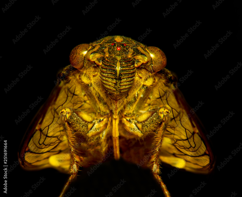 Cicada Bug. Cicada insect. Cicada stick Extreme on tree at the park of ...