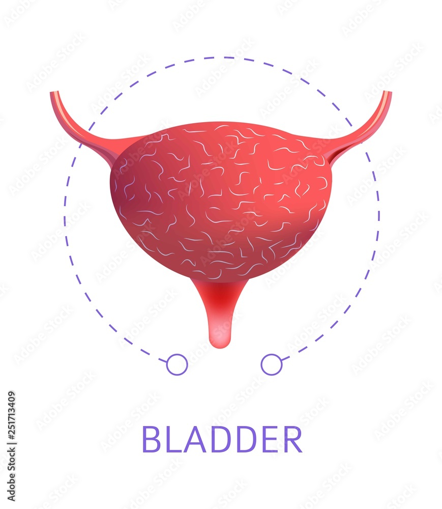 Bladder internal organ isolated icon urinary system anatomy Stock ...