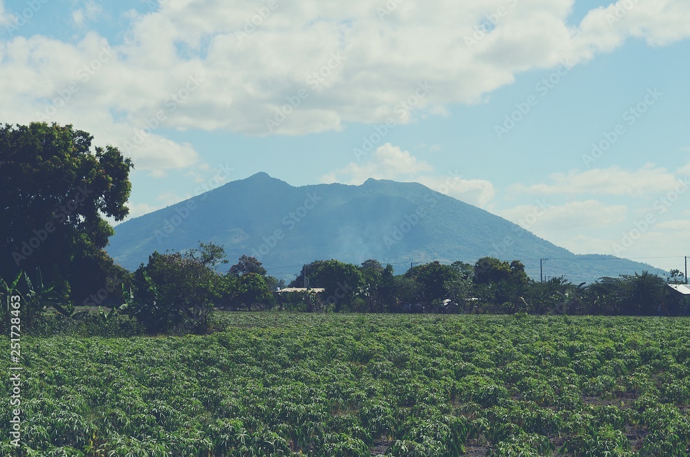 Cassava plantation at the foot of the mount Arayat in the Philippines ...