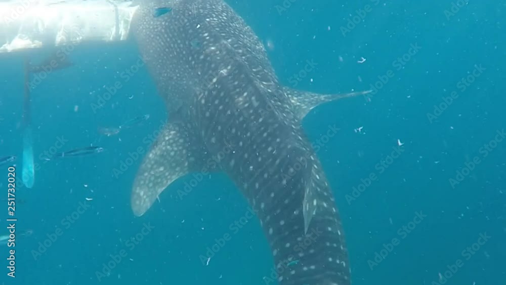 Vidéo Stock Tourists swim in the sea with whale sharks near the city of Oslob on the island of ...