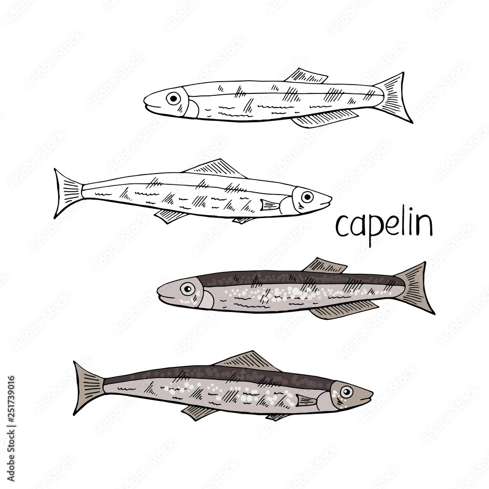 Hand drawn fish capelin black and white and color isolated on white ...