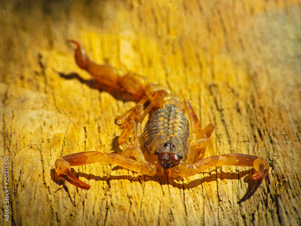 Phylum Arthropoda Scorpion