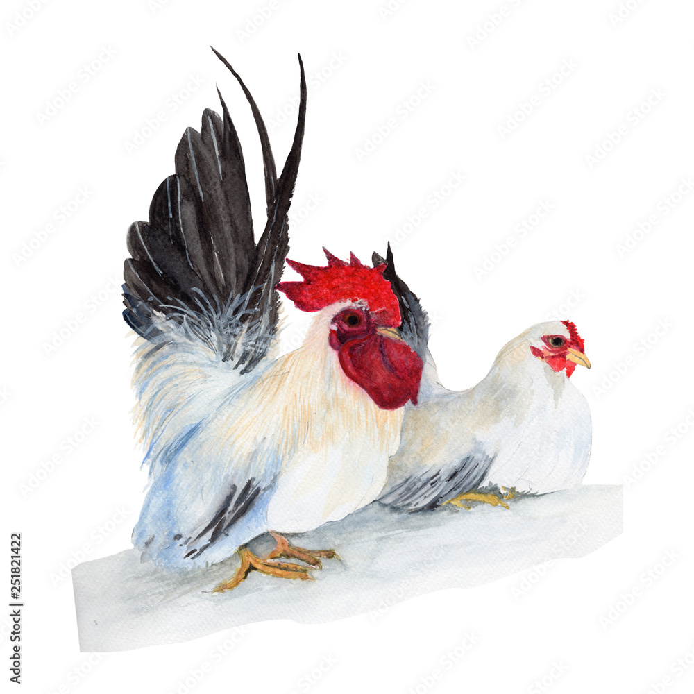 Chicken Watercolor painting isolated. Watercolor hand painted Chicken ...