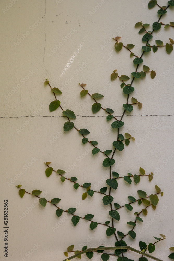 Ficus pumila plant on white wall background.Climbing fig on the wall ...