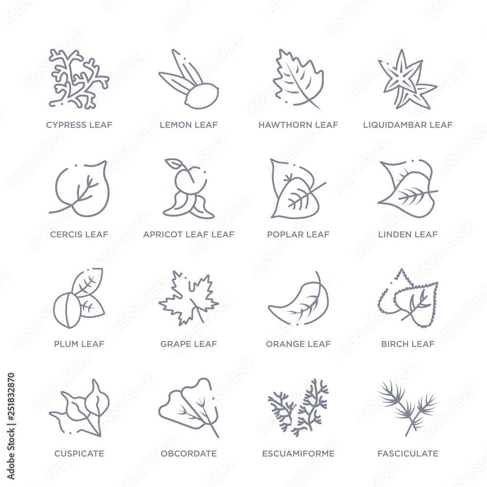 set of 16 thin linear icons such as fasciculate, escuamiforme, obcordate, cuspicate, birch leaf ...