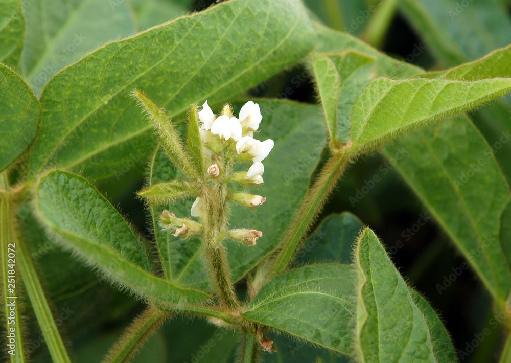 Soybean Plant Flower