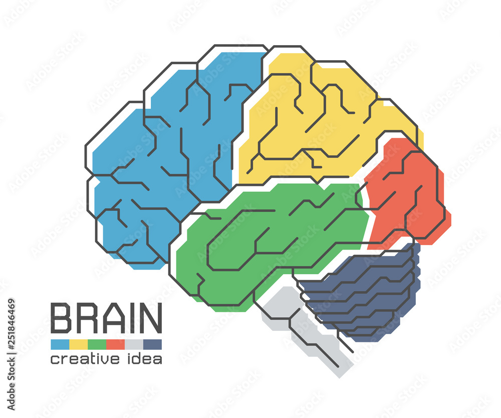 Brain anatomy with flat color design and outline stroke . Frontal ...