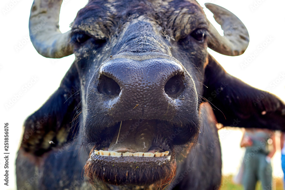Water buffalo (Bubalus bubalis) muzzle. Closeup portrait. Buffalo ...