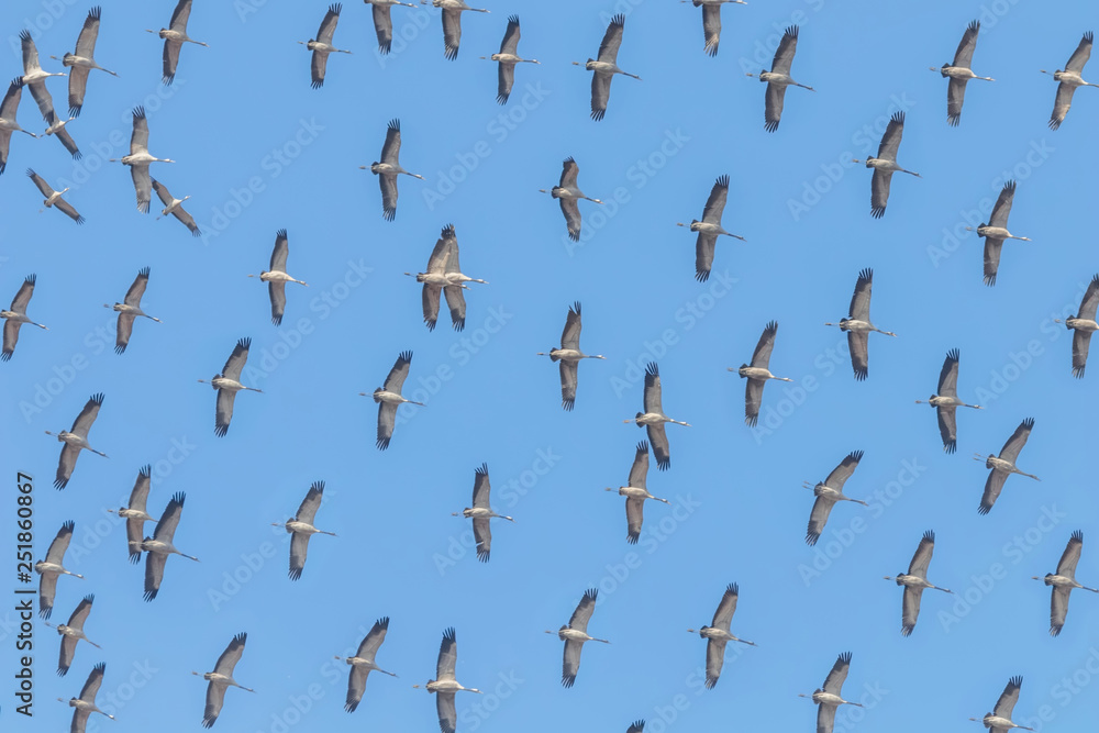 Flying flock of Common Crane (Grus grus) in flight blue skies ...