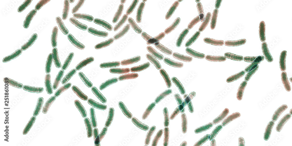 Bacteria Lactobacillus, 3D illustration. Normal flora of small ...