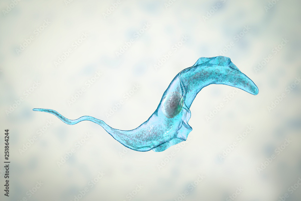 Trypanosoma cruzi parasite, 3D illustration. A protozoan that causes ...