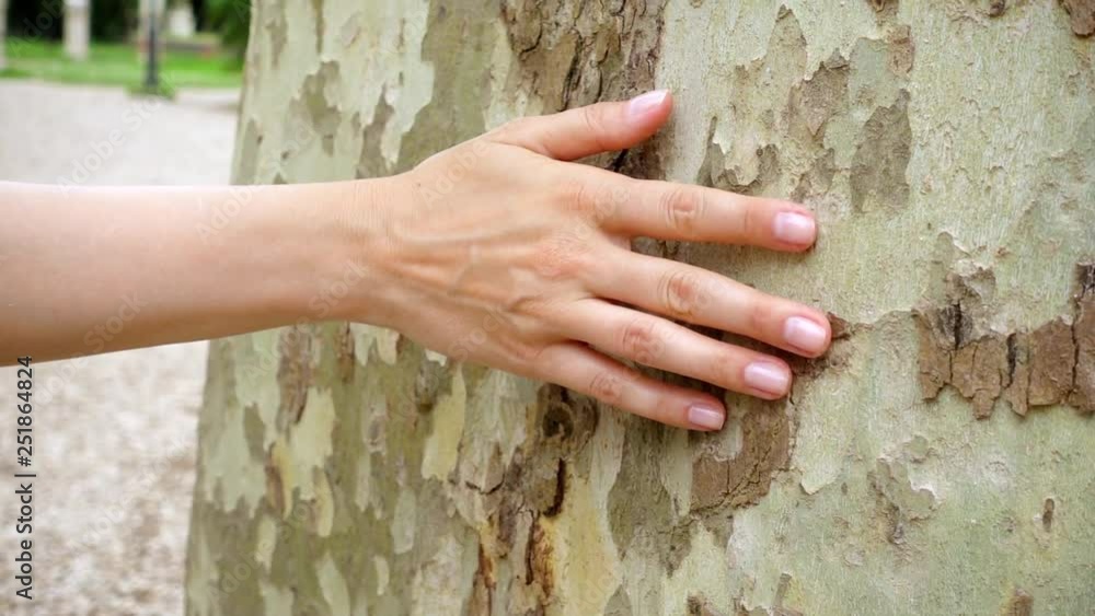 Woman sliding hand along big old sycamore in slow motion. Female hand ...