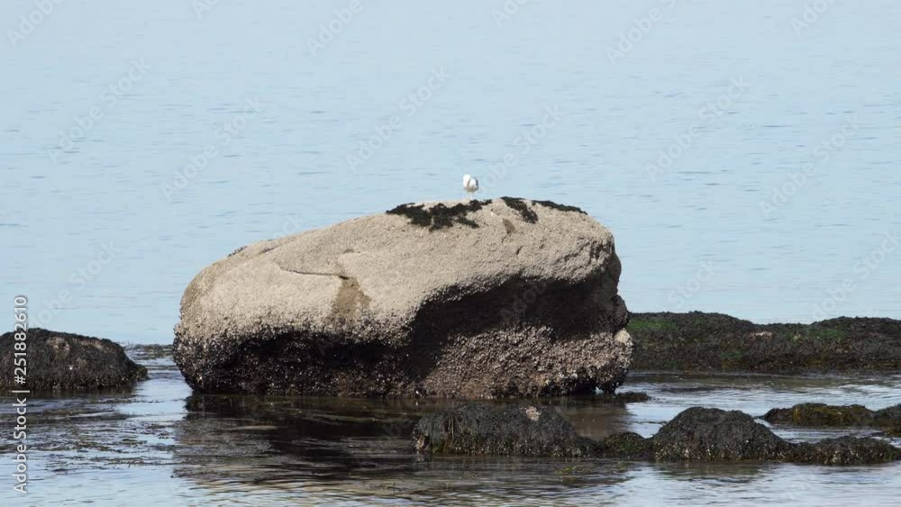 Rocks with brown algae and seagull surrounded by sea water. Brown algae ...